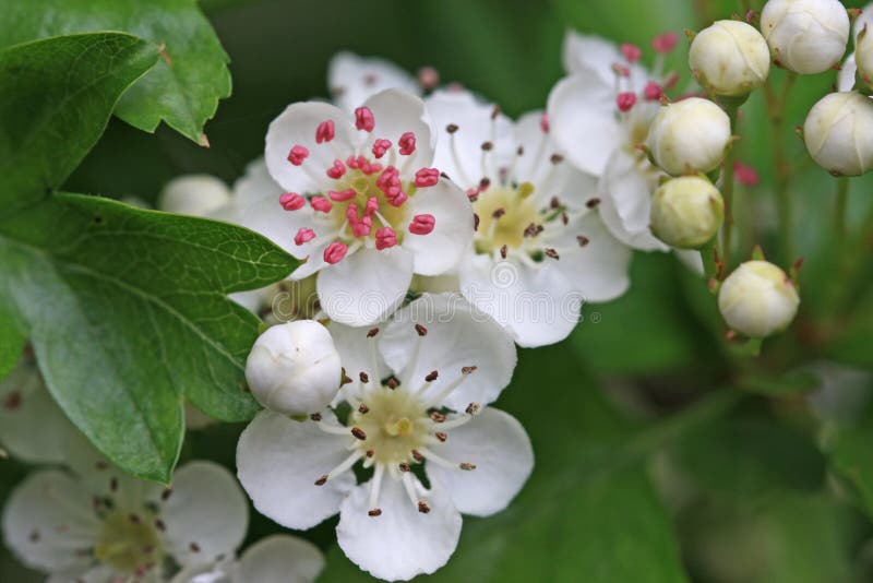 Hawthorn bush stock image. Image of plant, leaves, bush - 24612083