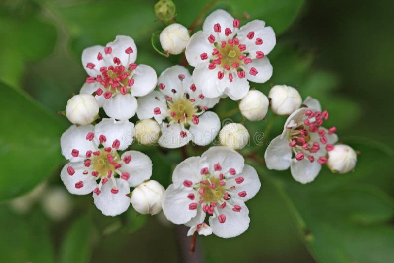 Hawthorn flowers stock image. Image of flower, white - 98307381