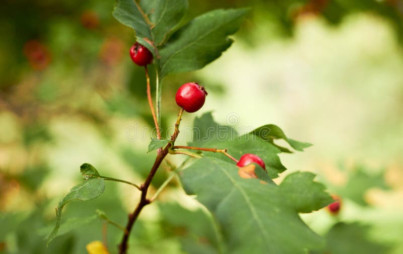 Hawthorn fruit closeup stock photo. Image of fruitage - 16501852
