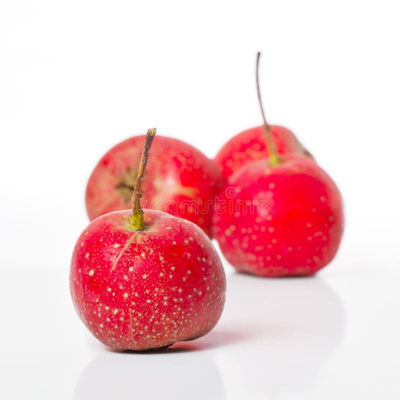 Hawthorn fruits stock photo. Image of sweet, healthy - 21727788