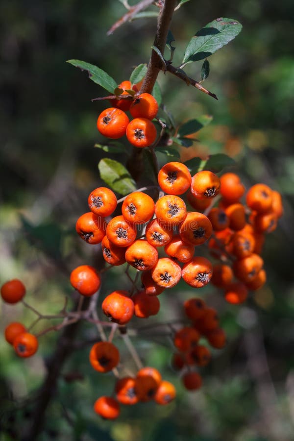 Hawthorn fruits stock image. Image of maythorn, quickthorn - 6757451
