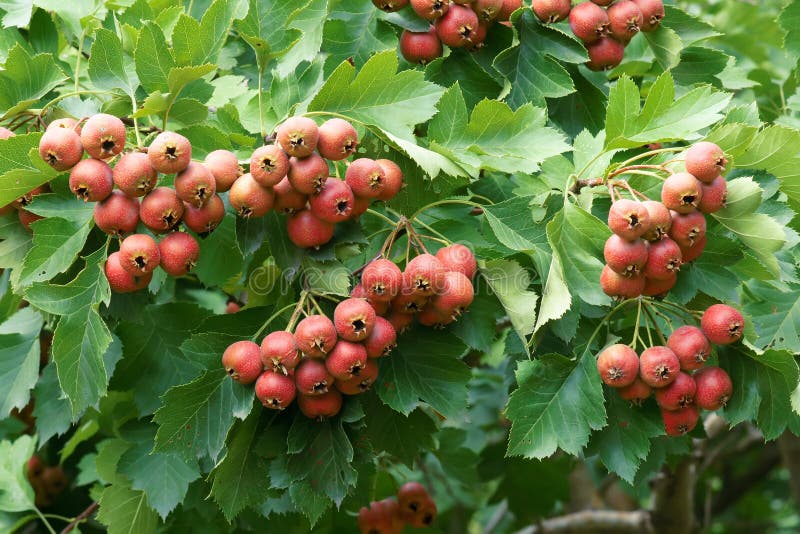 Hawthorn fruit stock image. Image of unbaked, fruit, whitethorn - 43852769