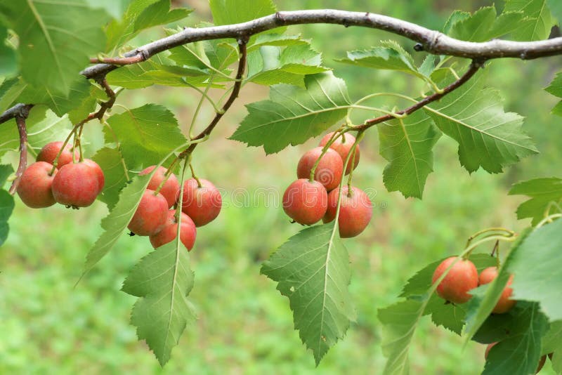 Hawthorn fruits stock image. Image of leaf, mellow, trees - 59215577