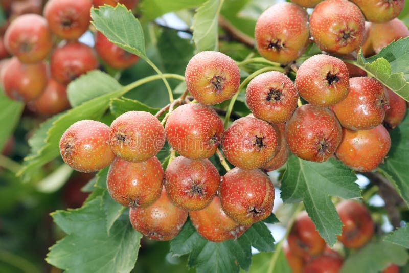 Hawthorn fruits stock image. Image of medicien, nature - 43475445