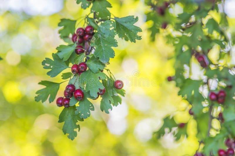 Hawthorn fruits stock photo. Image of background, blur - 33492982