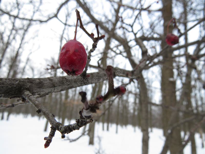 Hawthorn stock image. Image of food, cold, hawthorn, vitamin - 48457385