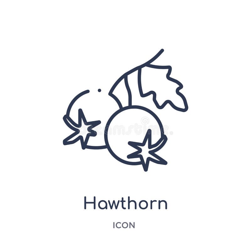 Hawthorn Icon. Trendy Modern Flat Linear Vector Hawthorn Icon on Stock ...