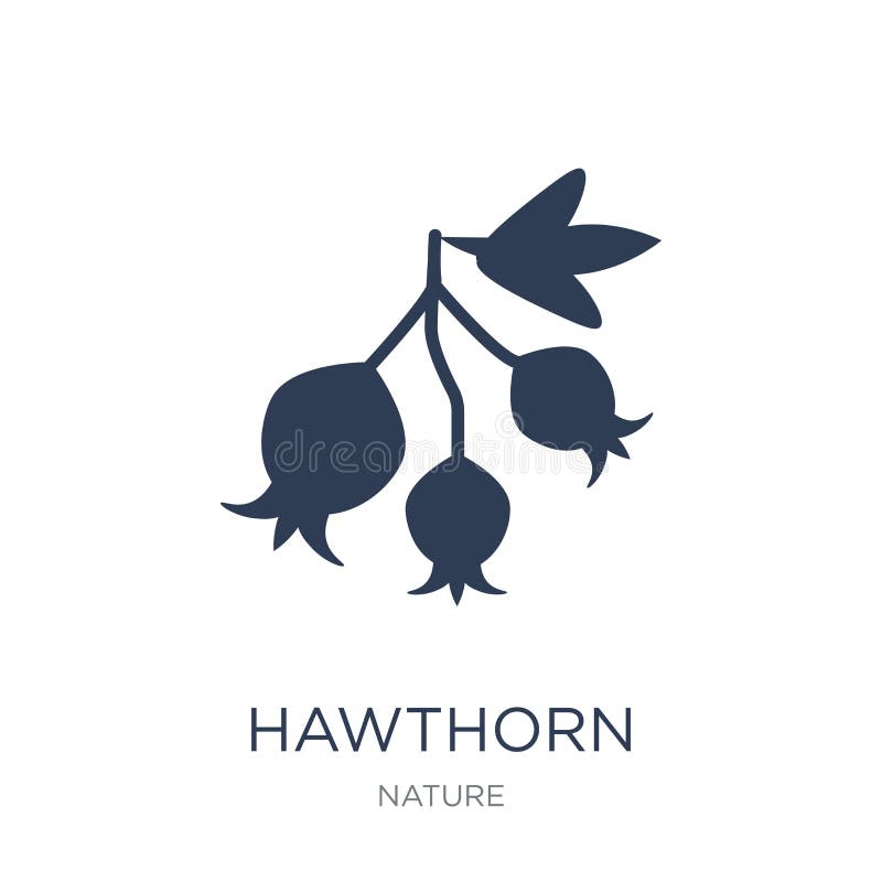 Hawthorne Tree Stock Illustrations – 33 Hawthorne Tree Stock ...