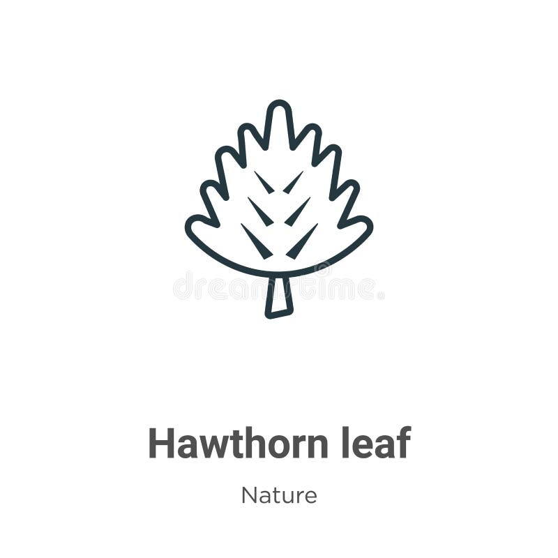 Hawthorn Leaf Vector Icon on White Background. Flat Vector Hawthorn ...