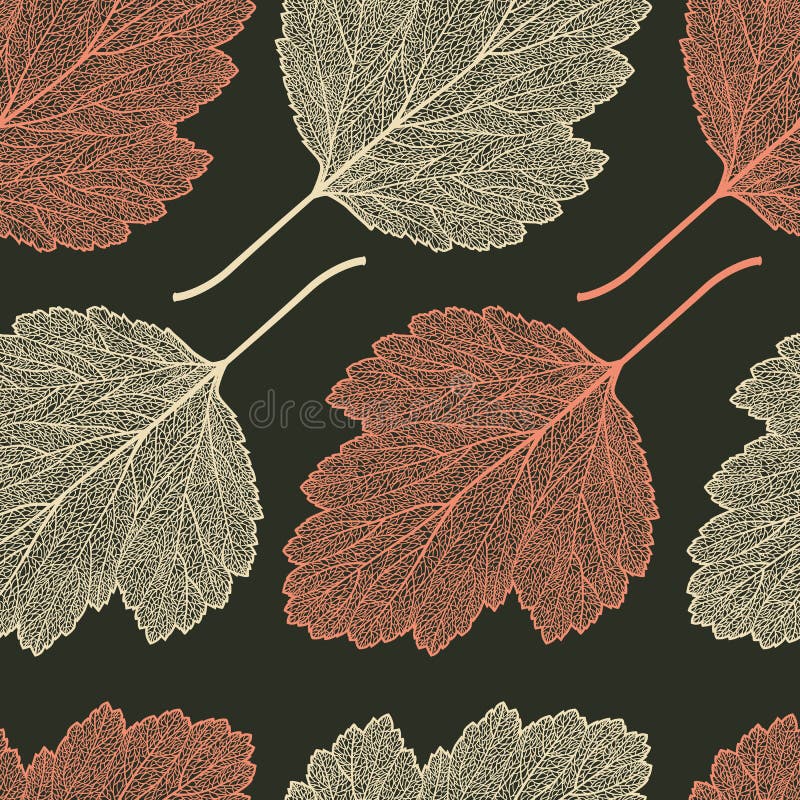 Hawthorn Leaf Skeleton Pattern Stock Vector - Illustration of autumn ...