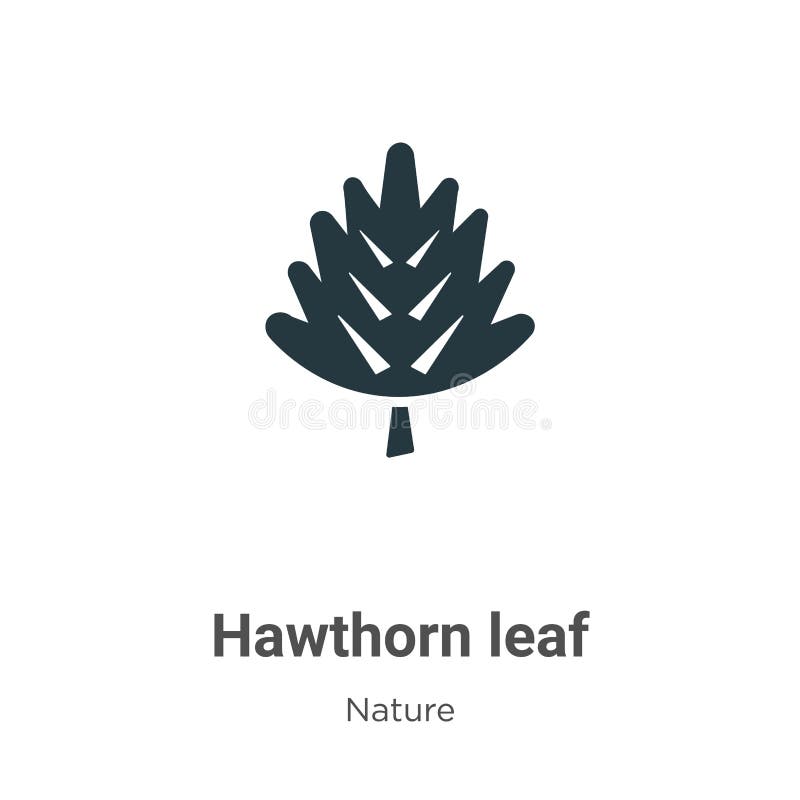 Hawthorn Leaf Vector Icon on White Background. Flat Vector Hawthorn ...