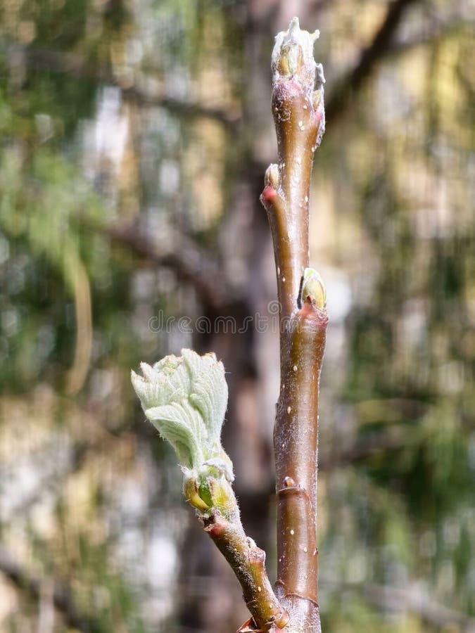 Hawthorn Leaves Just Emerging from the Buds in Early Spring Sunshine ...