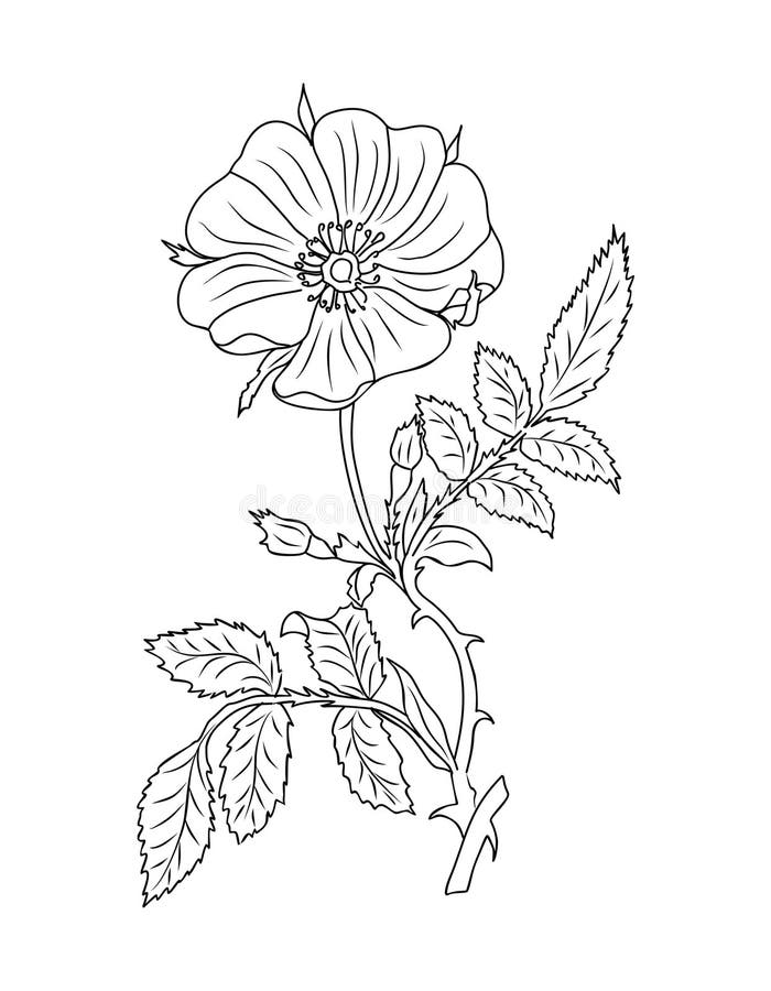Flower Hawthorn Stock Illustrations – 691 Flower Hawthorn Stock ...