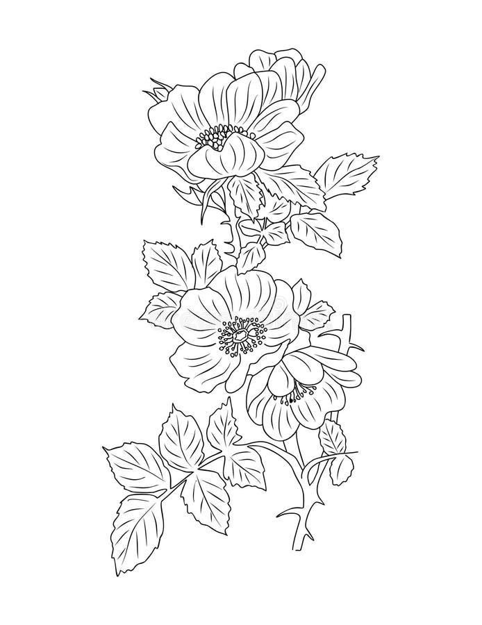 Flower Hawthorn Stock Illustrations – 691 Flower Hawthorn Stock ...
