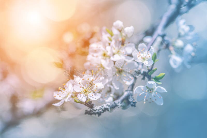 Hawthorn or May Tree Flowers Stock Photo - Image of floral, blossom ...