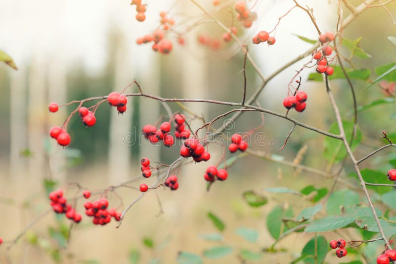 Hawthorn Red Berries in Autumn Stock Photo - Image of closeup, color ...