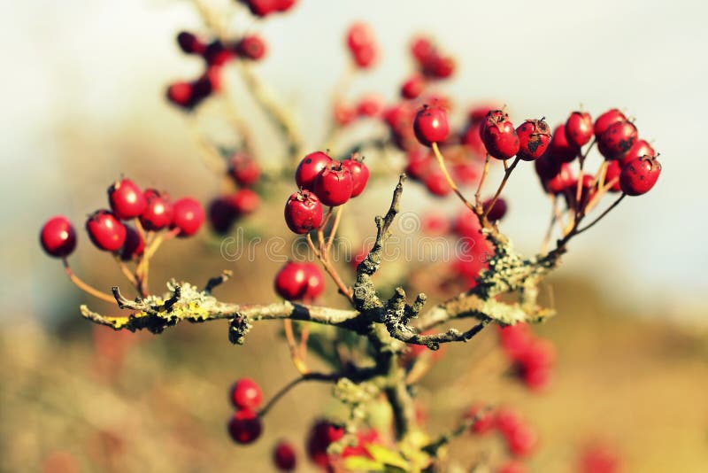 Hawthorn Red Berries Background Stock Image - Image of edible, color ...