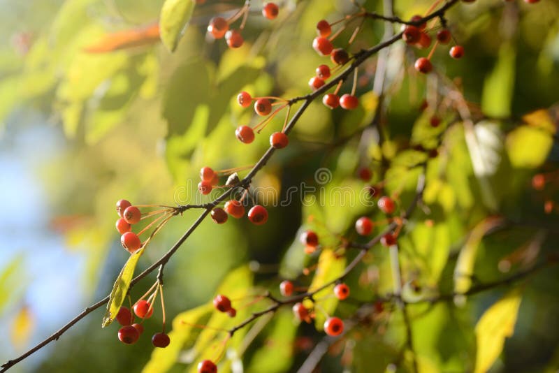 Hawthorn Red Berries. Fall Seasonal Background Stock Photo - Image of ...