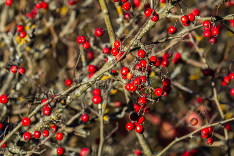 Hawthorn Red Berries Grow on a Bush Stock Photo - Image of twig, color ...