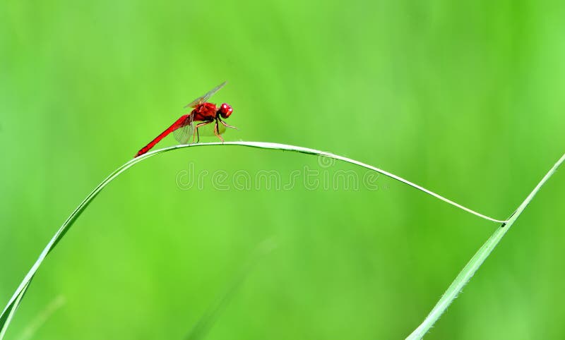 Hawthorn Red Dragonfly stock image. Image of background - 25623663