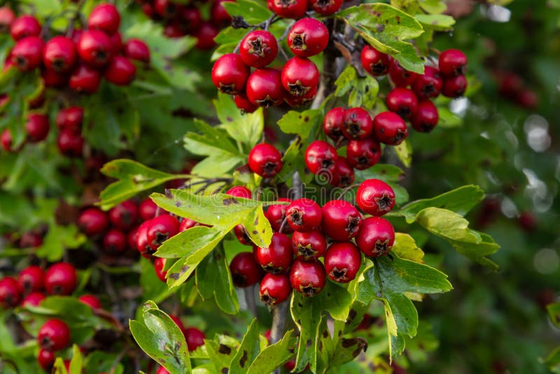 Hawthorn with Red Fruit, Crataegus Monogyna, . Natural Beautiful ...