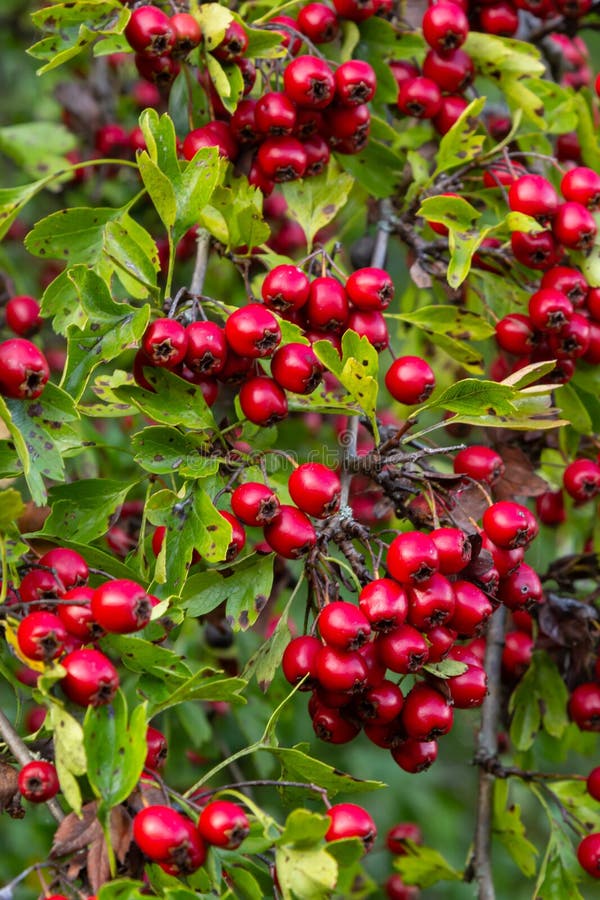 Hawthorn with Red Fruit, Crataegus Monogyna, . Natural Beautiful ...