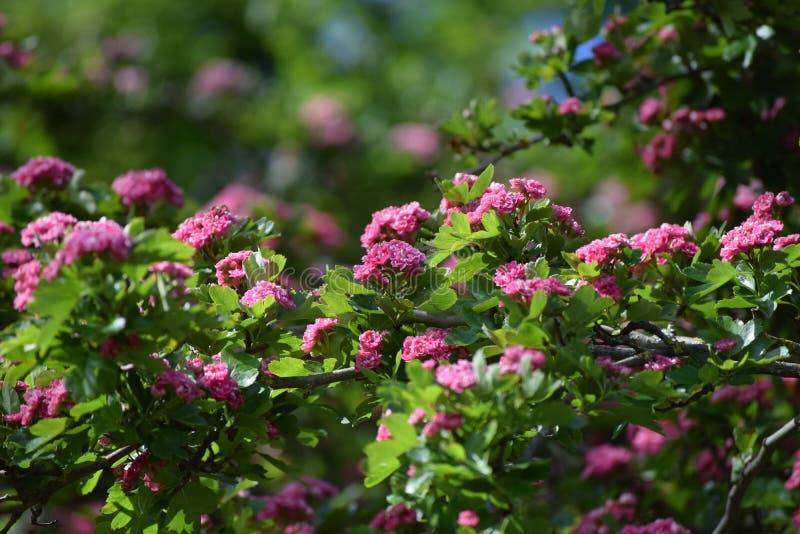 Hawthorn in Red stock photo. Image of thorn, double - 219459326