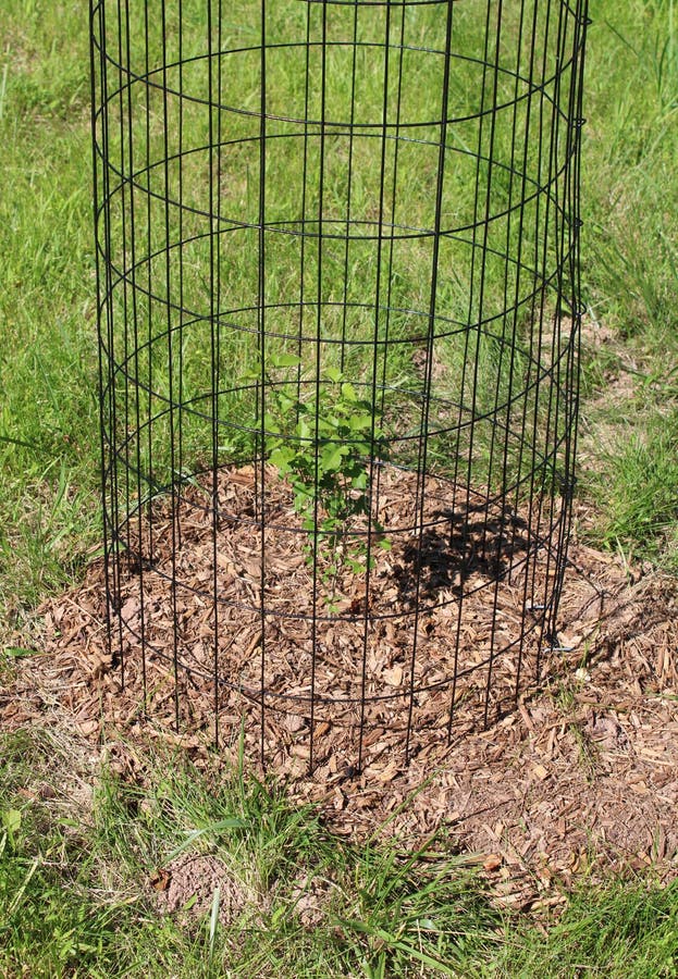 Deer in a cage at the zoo stock image. Image of nature - 215577891