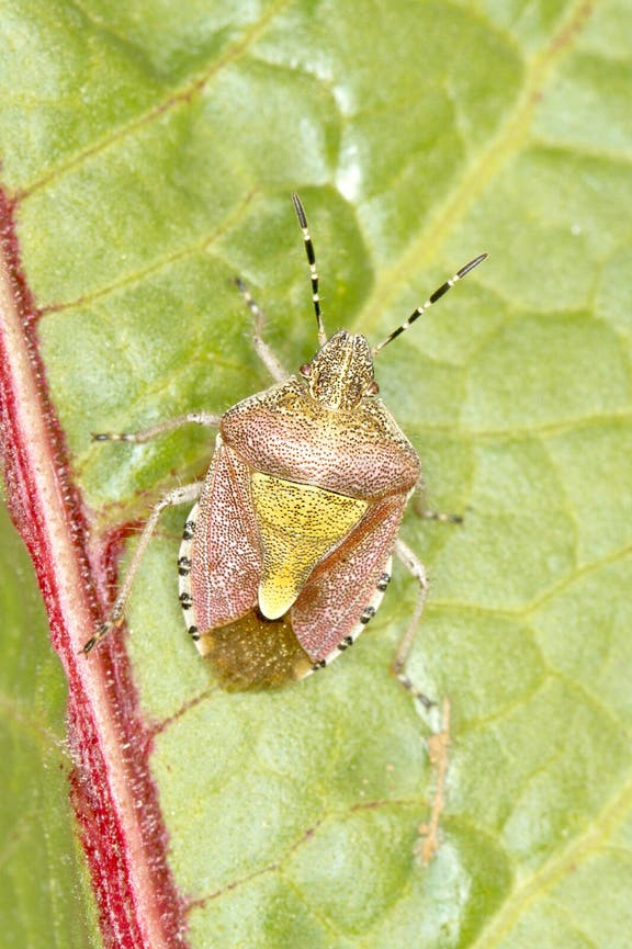 Hawthorn Shieldbug (Acanthosoma Haemorrho Stock Photo - Image of front ...