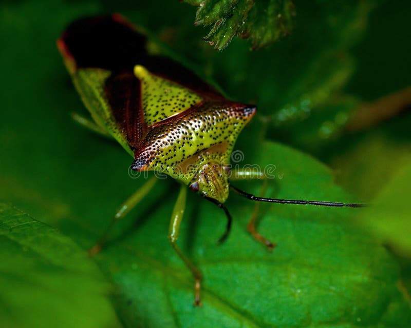 The Hawthorn Shieldbug, Acanthosoma Haemorrhoidale Stock Image - Image ...