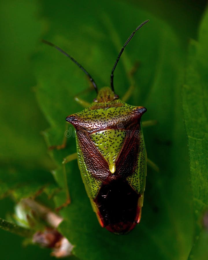 The Hawthorn Shieldbug, Acanthosoma Haemorrhoidale Stock Photo - Image ...