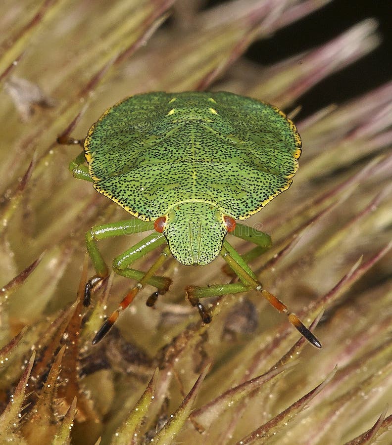 Hawthorn Shieldbug 4th Fourth Instar on Teasel Flower Stock Photo ...