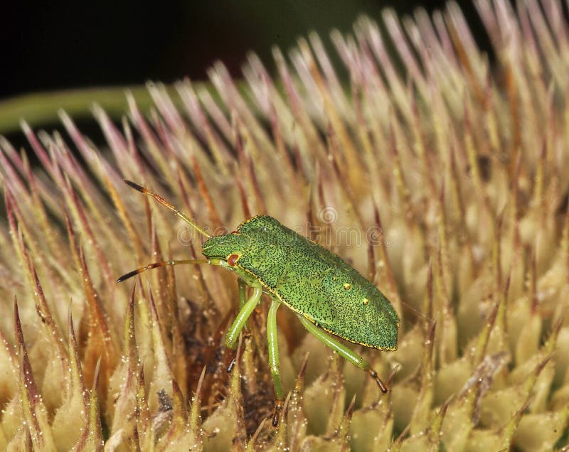 Hawthorn Shieldbug 4th Fourth Instar on Teasel Flower Stock Image ...
