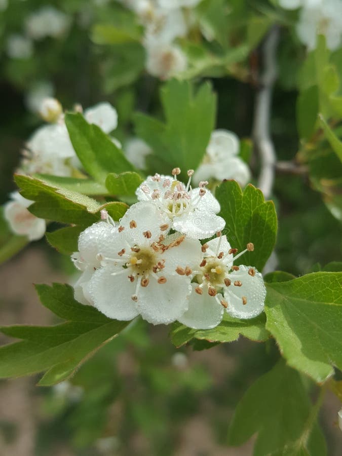 Hawthorn, Spring, Blossom, Viburnum Picture. Image: 118154867