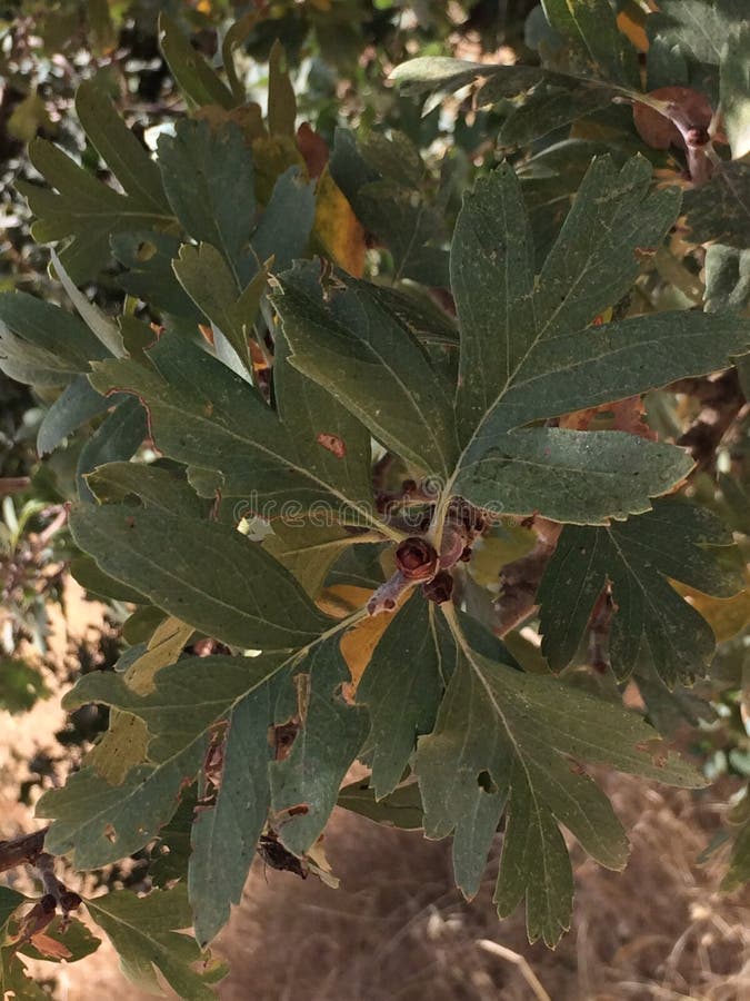 Hawthorn stock image. Image of botanical, sunlight, hawthorn - 124122015
