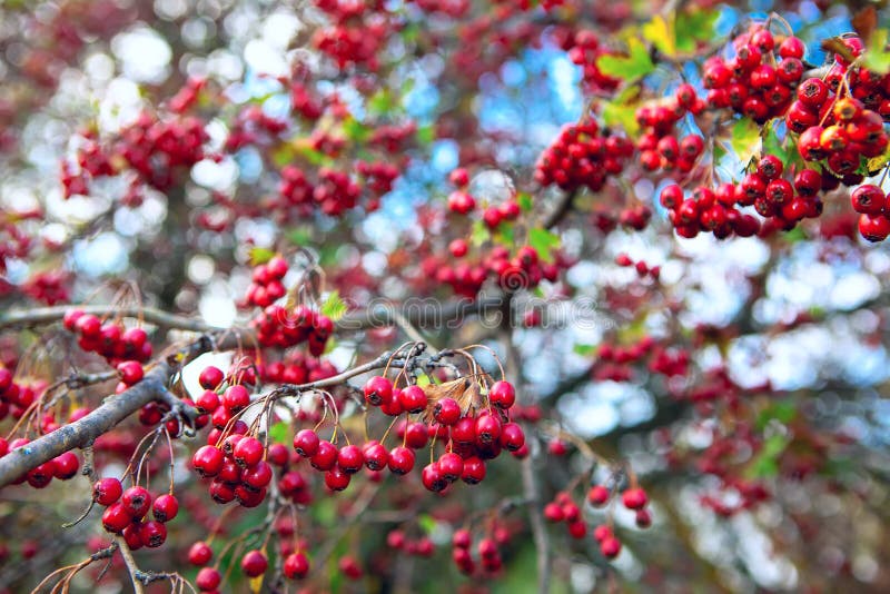 Hawthorn Tree in the Autumn Stock Image - Image of fruit, bunch: 200048209