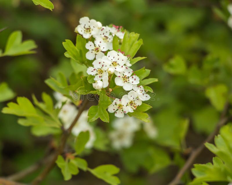 Hawthorn Tree in Beautiful White Blooms in Spring Stock Photo - Image ... Hawthorn Tree in Beautiful White Blooms in Spring Stock Photo - Image ...
