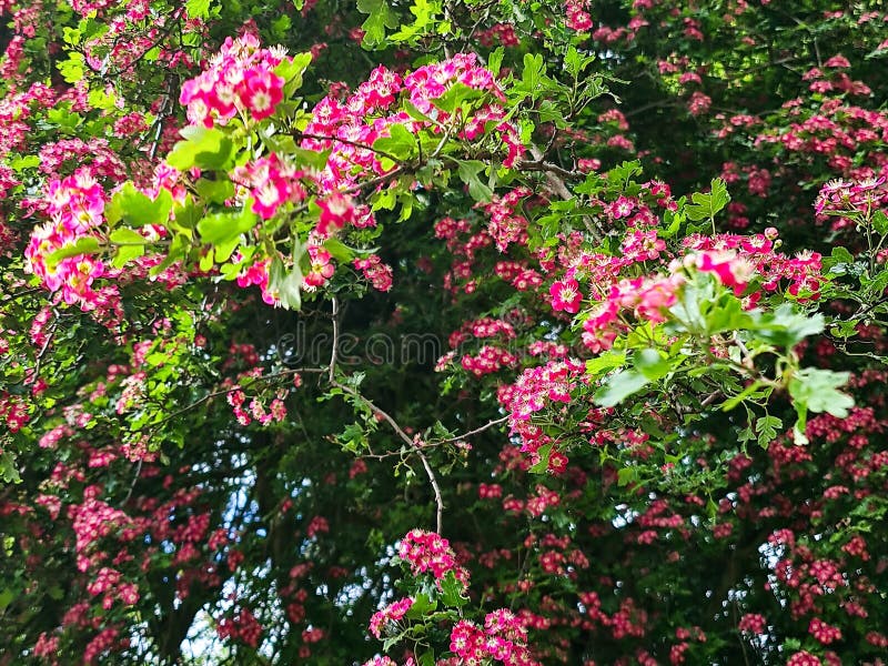 Hawthorn tree in bloom stock photo. Image of leaf, tree - 189700646