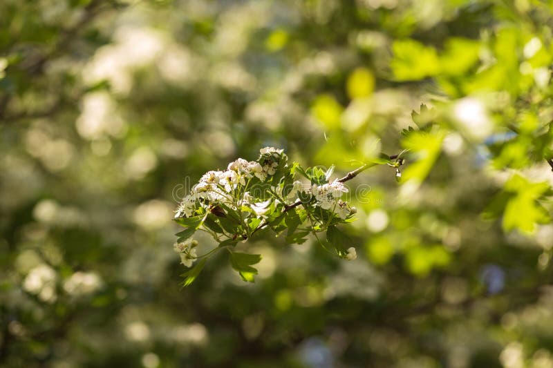 Hawthorn Tree in Bloom with White Flowers and Green Leaves. Stock Image ...