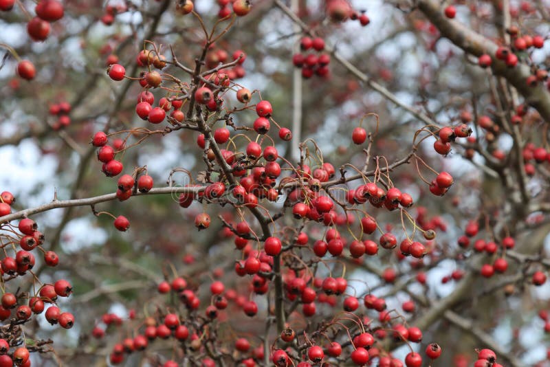 Hawthorn Tree Branch with Fruits Stock Image - Image of tree, ripe ...