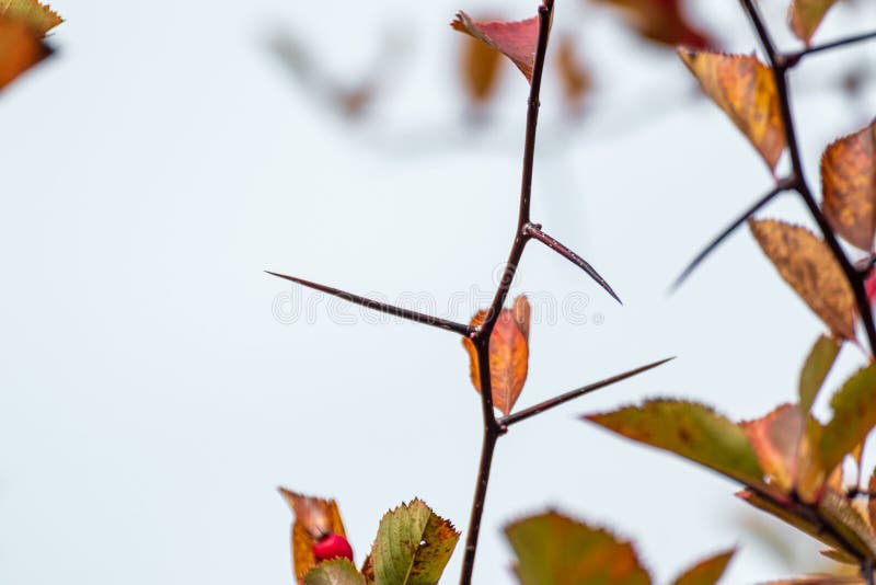 Hawthorn Tree Branch with Sharp Needles Spikes Stock Image - Image of ...