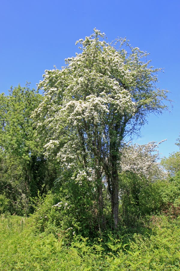 Hawthorn Tree stock photo. Image of monogyna, flowers - 30183058