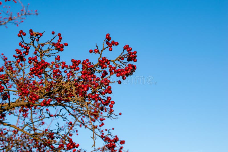 Hawthorn Tree, the Fruits of Autumn Hawthorn Stock Image - Image of ...