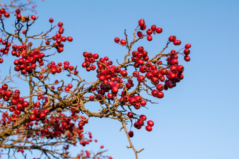 Hawthorn Tree, the Fruits of Autumn Hawthorn Stock Image - Image of ...