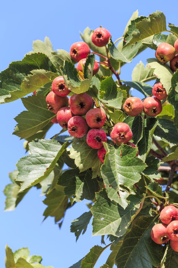 Hawthorn Fruit Ripe on the Tree Stock Image - Image of trees, acid ...