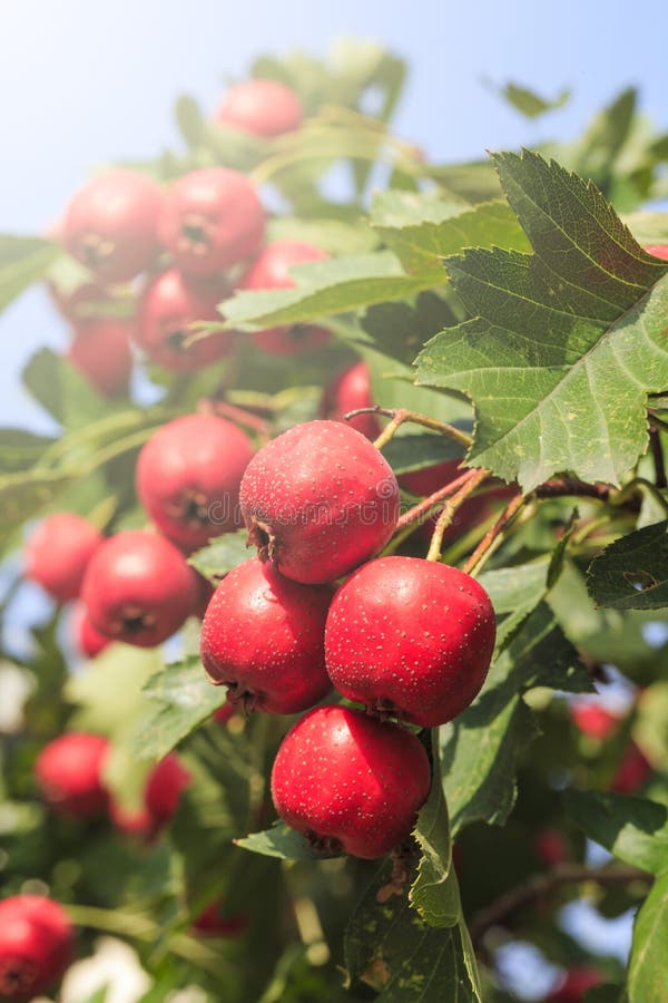 Hawthorn Fruit Ripe on the Tree Stock Image - Image of objects, harvest ...