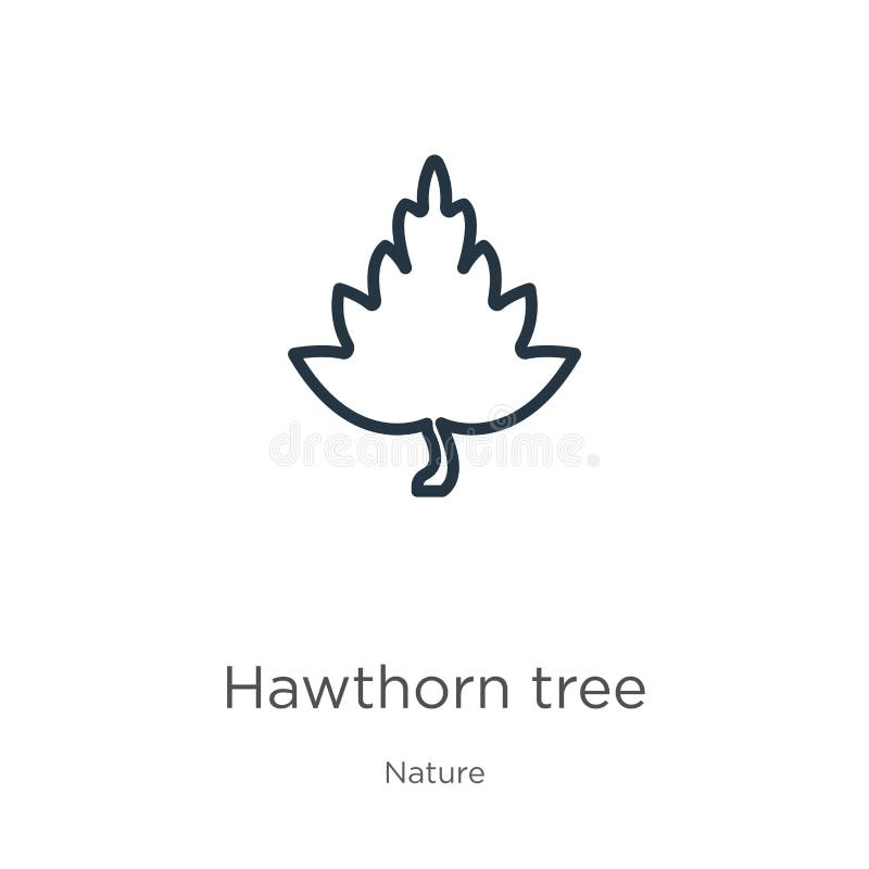 Hawthorn Tree Icon. Thin Linear Hawthorn Tree Outline Icon Isolated on ...