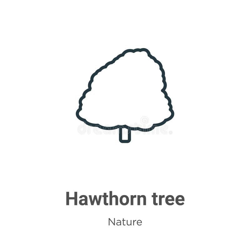 Hawthorn Tree Outline Vector Icon. Thin Line Black Hawthorn Tree Icon ...