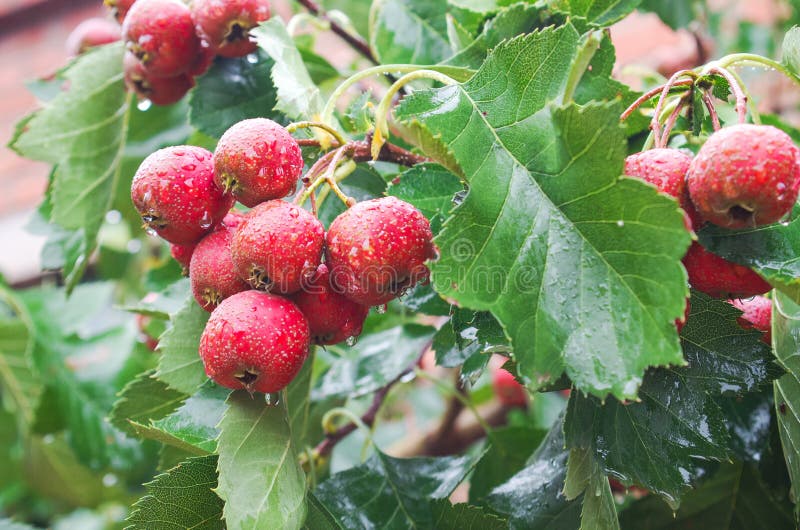 Hawthorn stock photo. Image of lechebnyy, botany, healthy - 82164202
