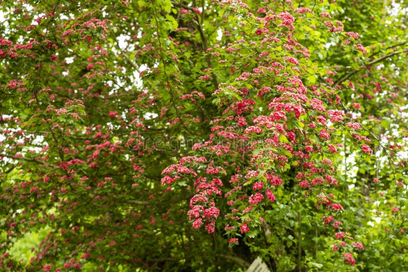 Hawthorn on a Tree in Spring in Bloom Stock Image - Image of petal ...